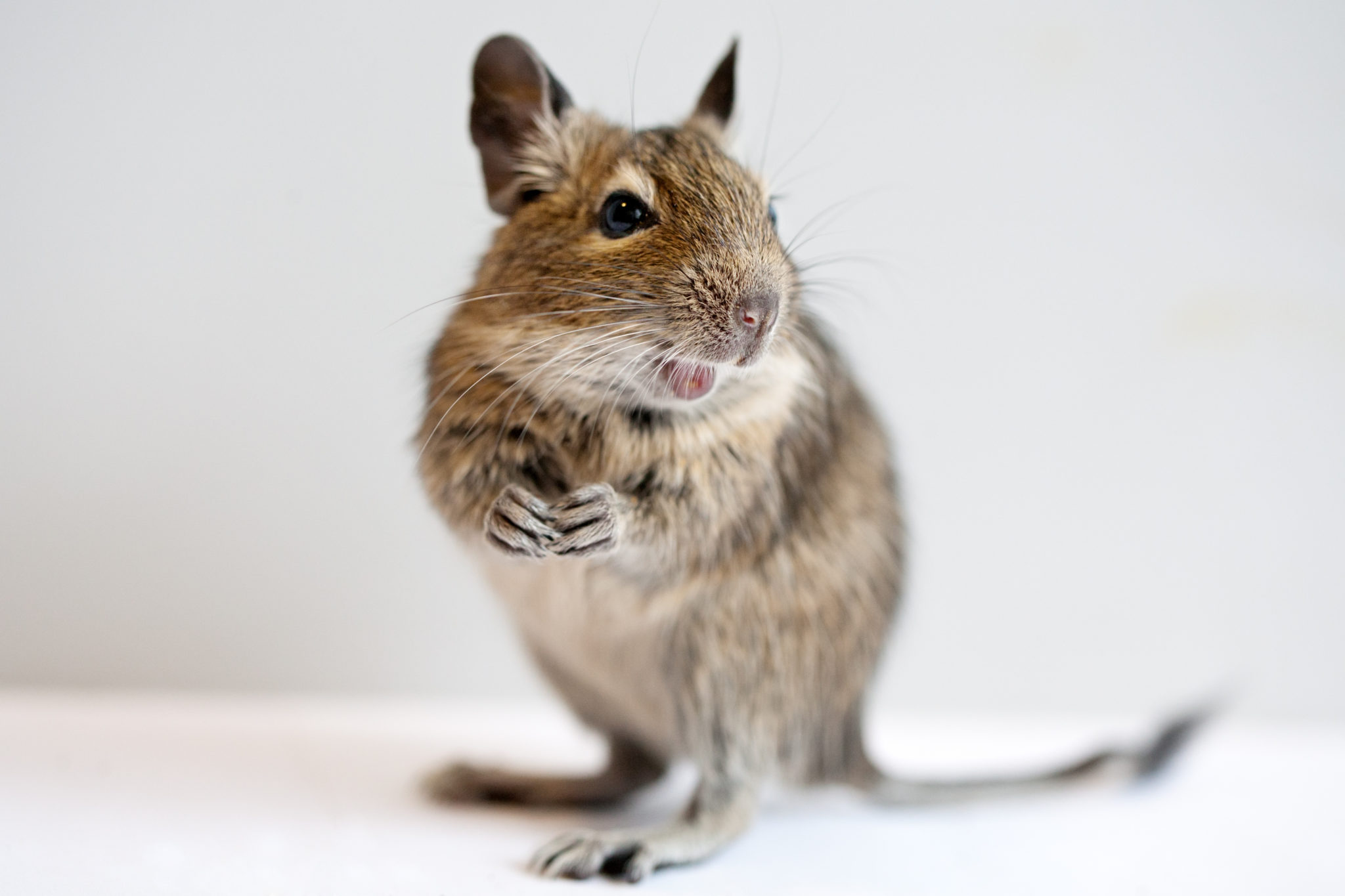 Degu - zooplus Magazine