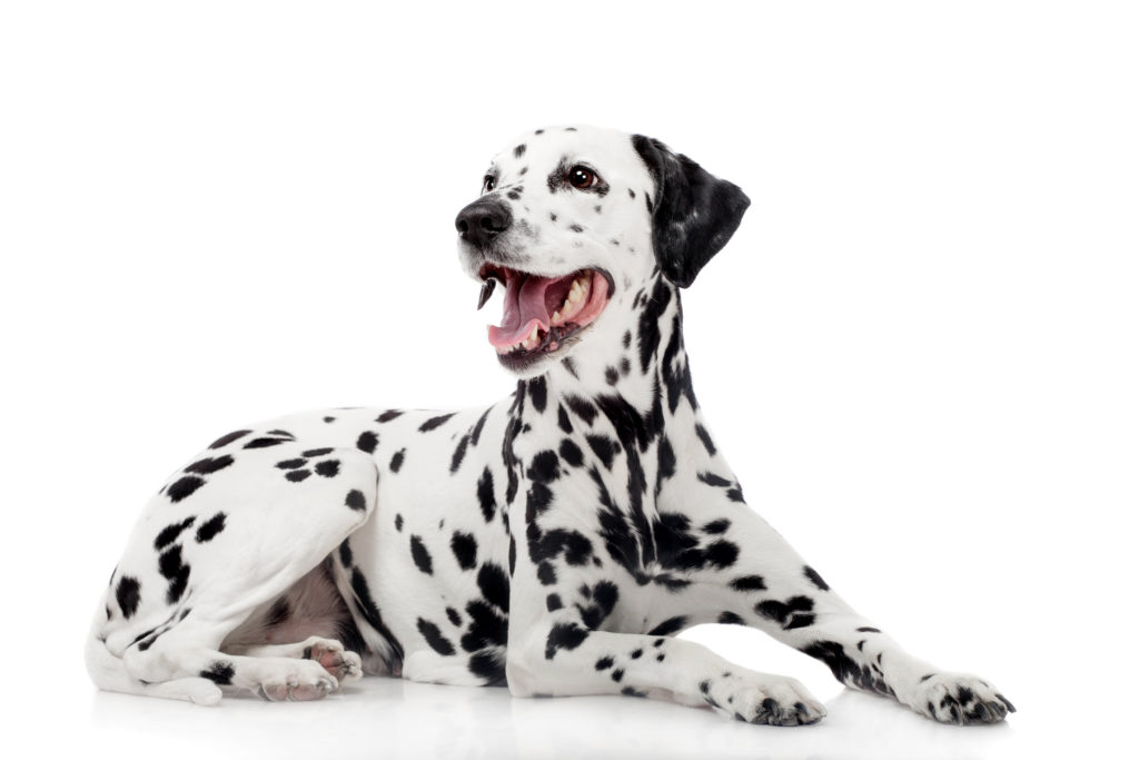 Il dalmata: dimensioni, caratteristiche, prezzo - zooplus Magazine