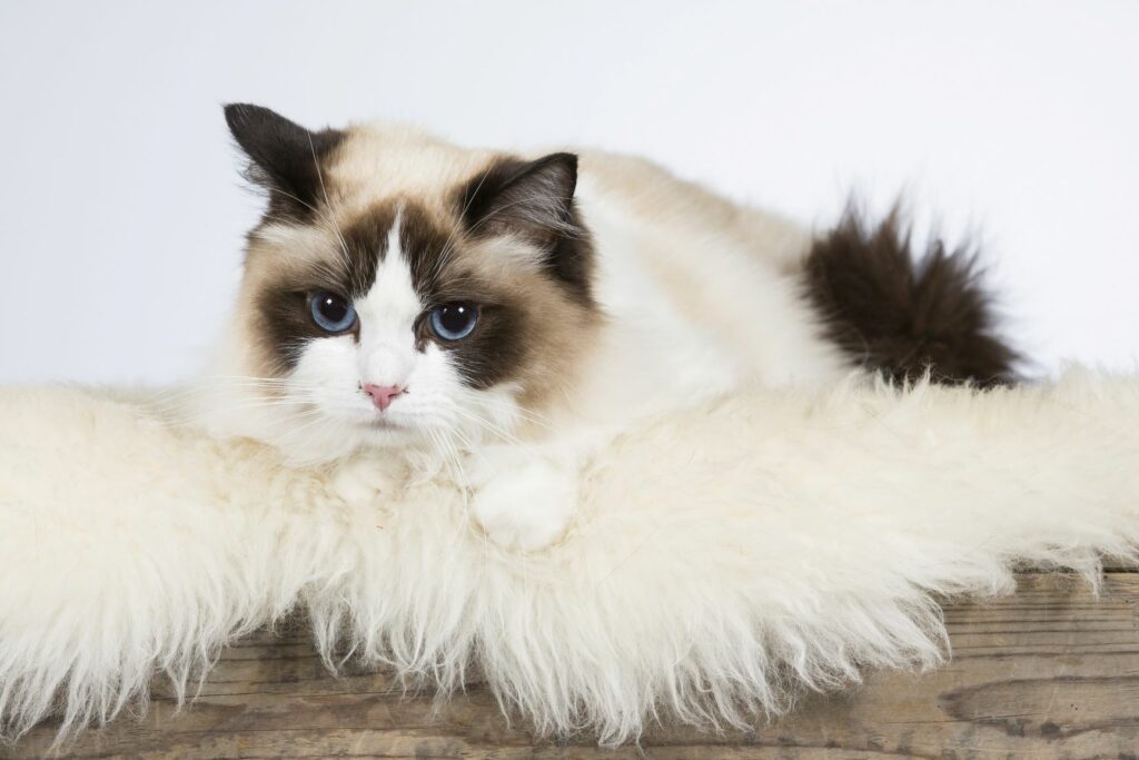 Ragdoll: colori, aspetto, prezzo, salute