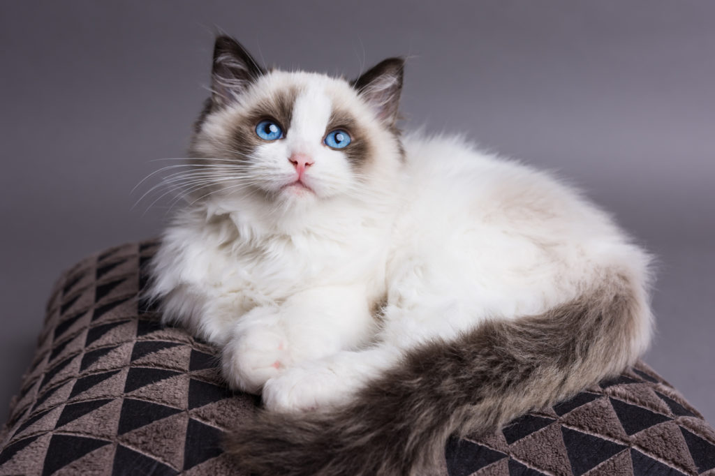 Il gatto Ragdoll: colori, aspetto, prezzo, salute - zooplus Magazine