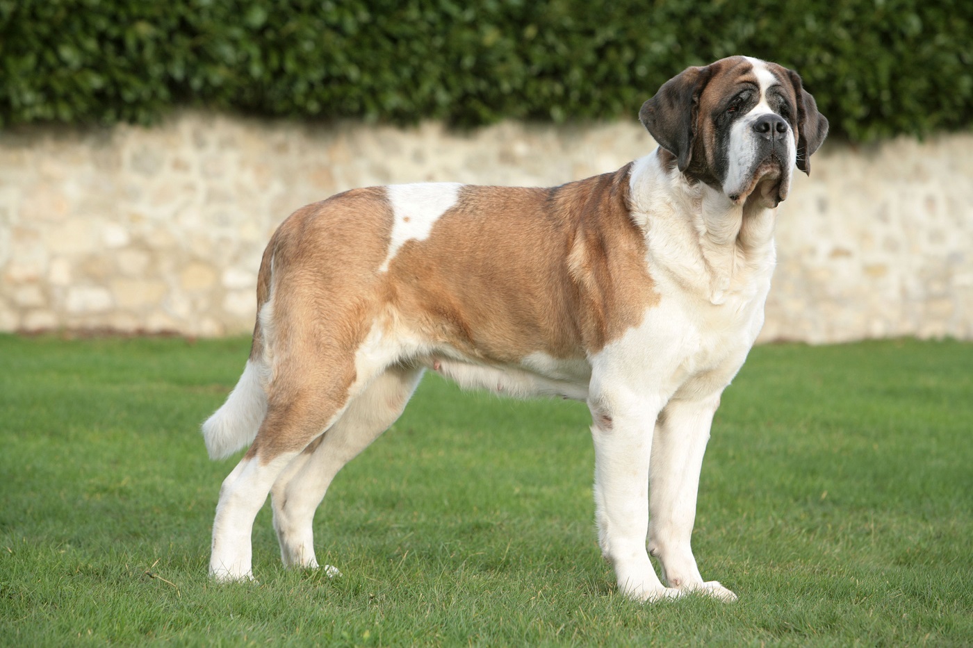 Il San Bernardo: carattere, aspetto, prezzo - zooplus Magazine