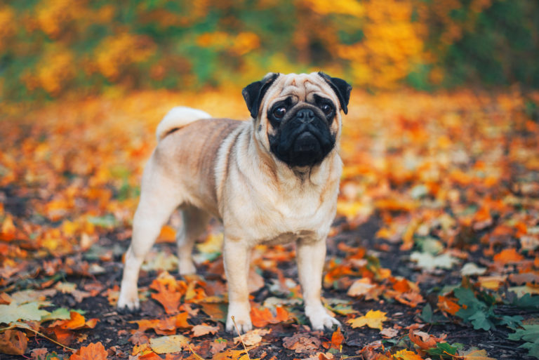 Carlino: caratteristiche, prezzo, aspetto, salute - zooplus Magazine