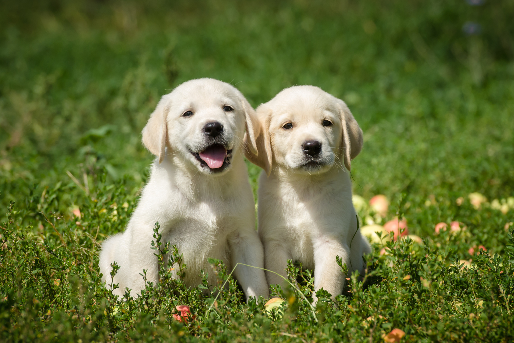 Labrador Retriever: carattere, prezzo, colori - zooplus Magazine