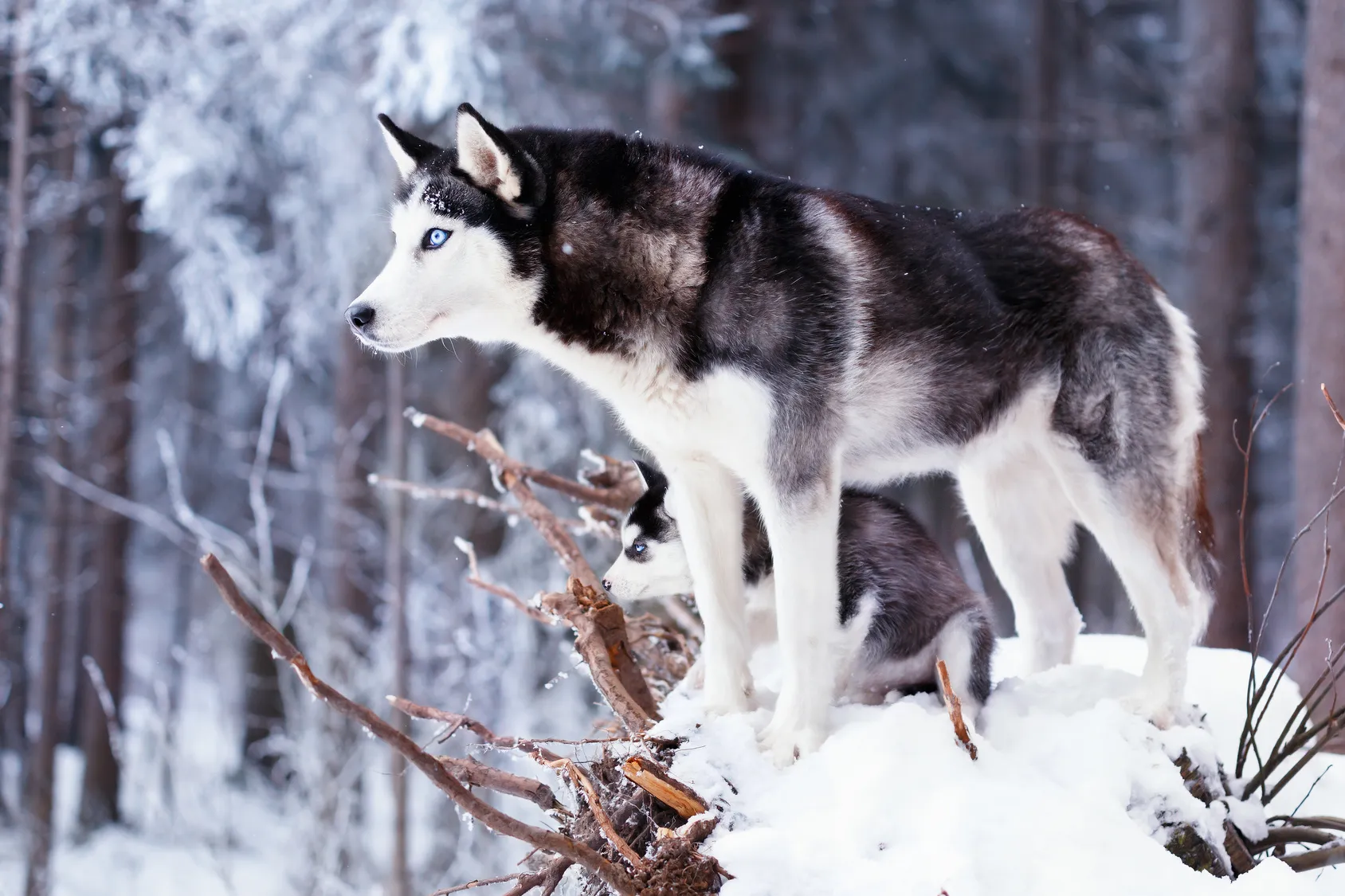 Siberian Husky: carattere, aspetto, prezzo - zooplus Magazine