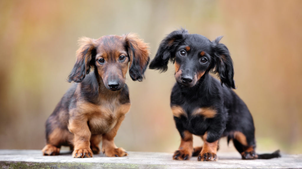 Bassotto: aspetto, altezza, carattere, prezzo - zooplus Magazine