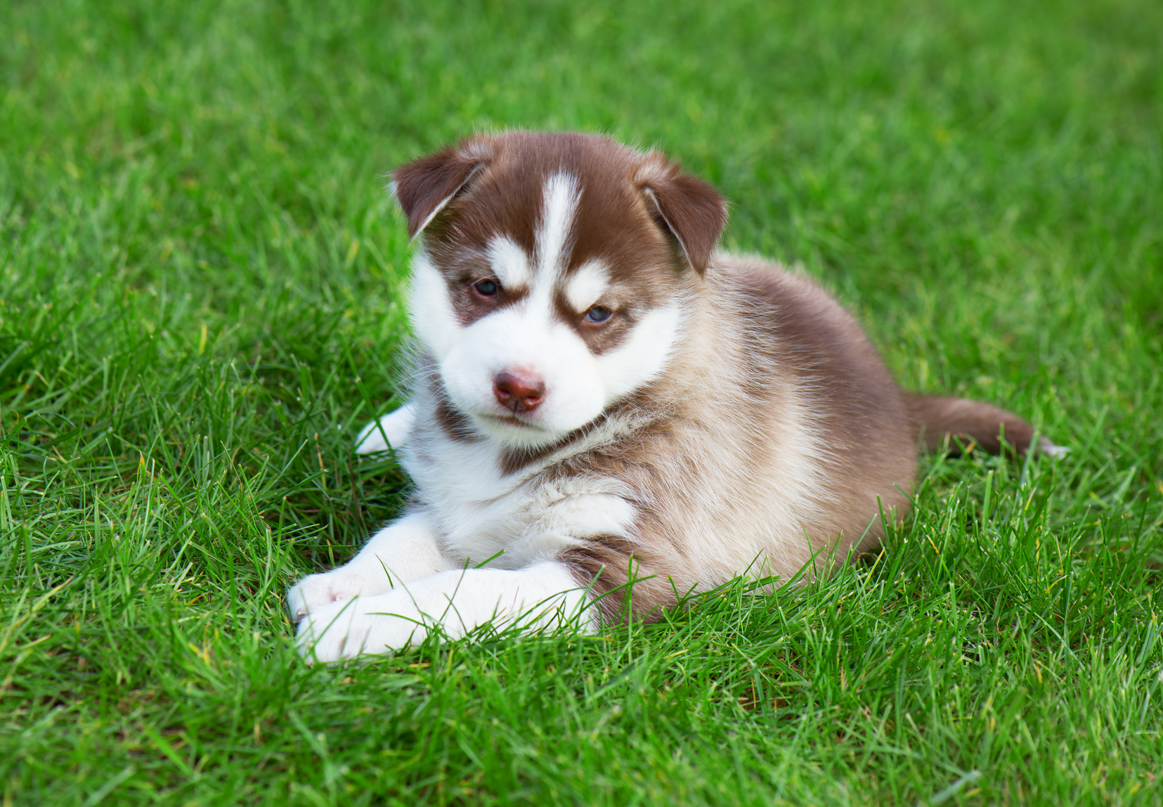 Siberian Husky: carattere, aspetto, prezzo - zooplus Magazine