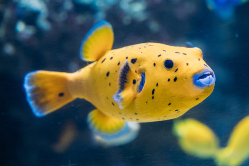 Pesce Palla: aspetto, veleno, predatori - zooplus Magazine