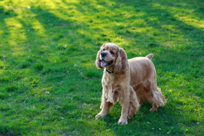 Cocker Americano: aspetto, carattere, prezzo | zooplus Magazine