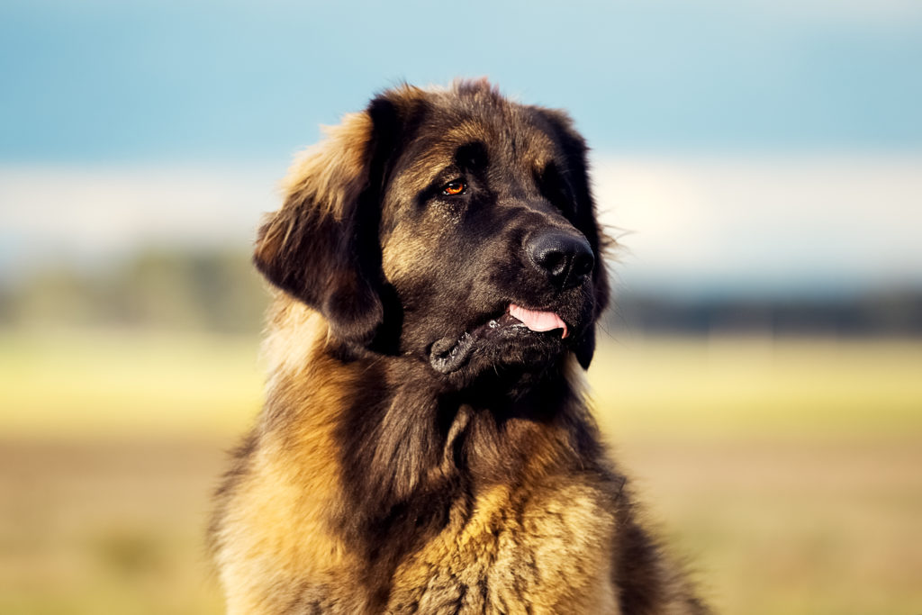 Cane Leonberger Nero