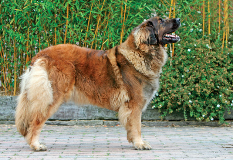 Leonberger: caratteristiche, aspetto, prezzo | zooplus Magazine