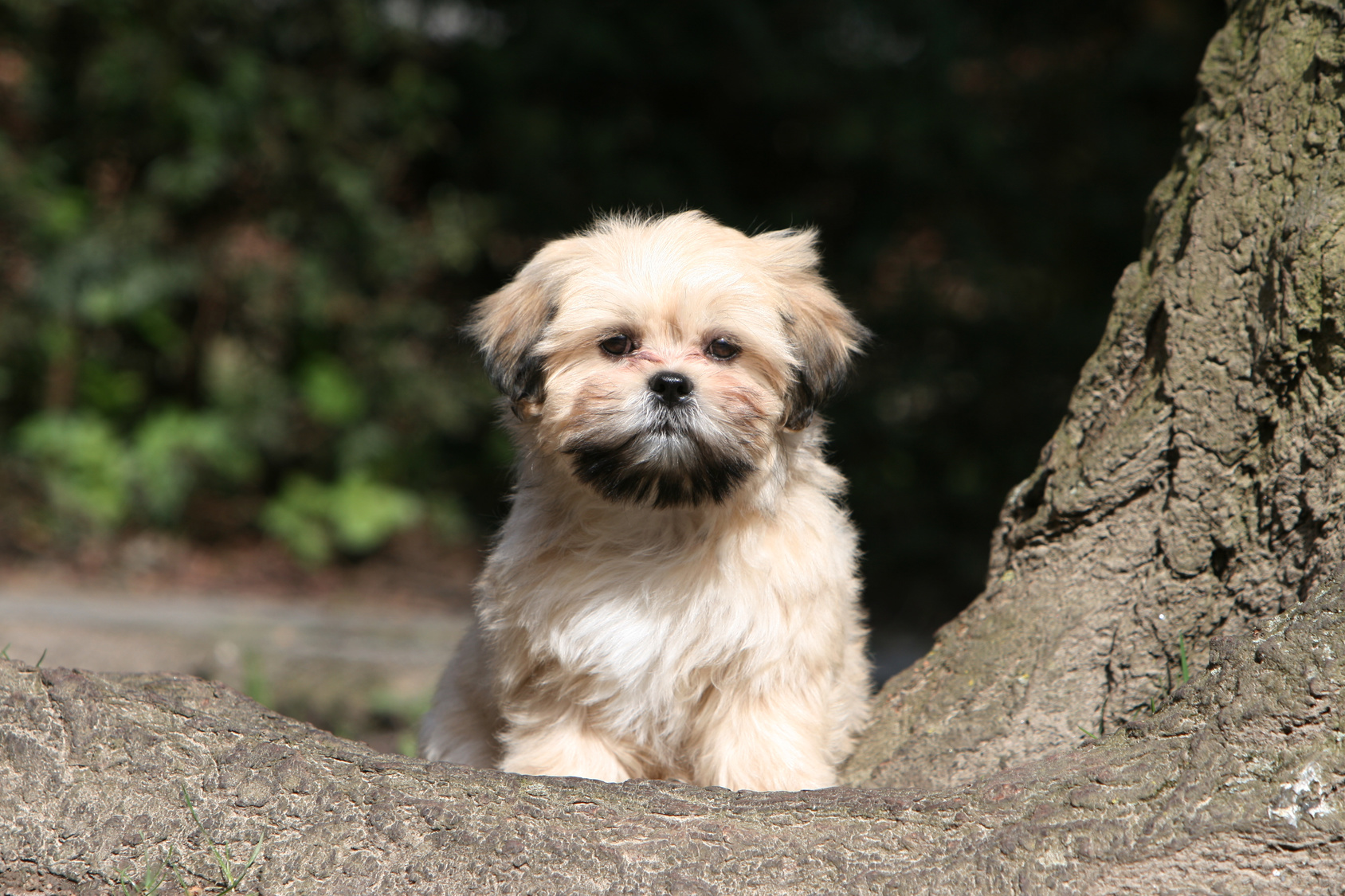 Lhasa Apso: aspetto, caratteristiche, prezzo | zooplus Magazine