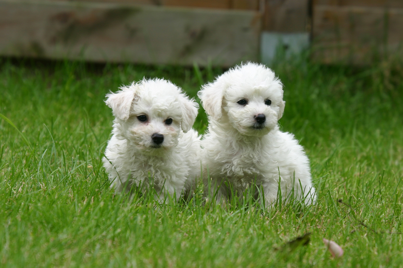 Bichon frisé: prezzo, aspetto, carattere, altezza | zooplus Magazine