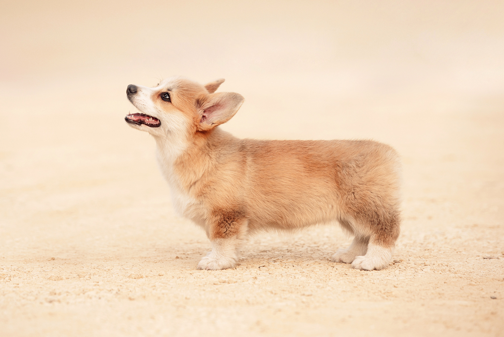 Cuccioli Di Razza Corgi Sheltie Cane Corgi Pembroke Gallese' Zaino