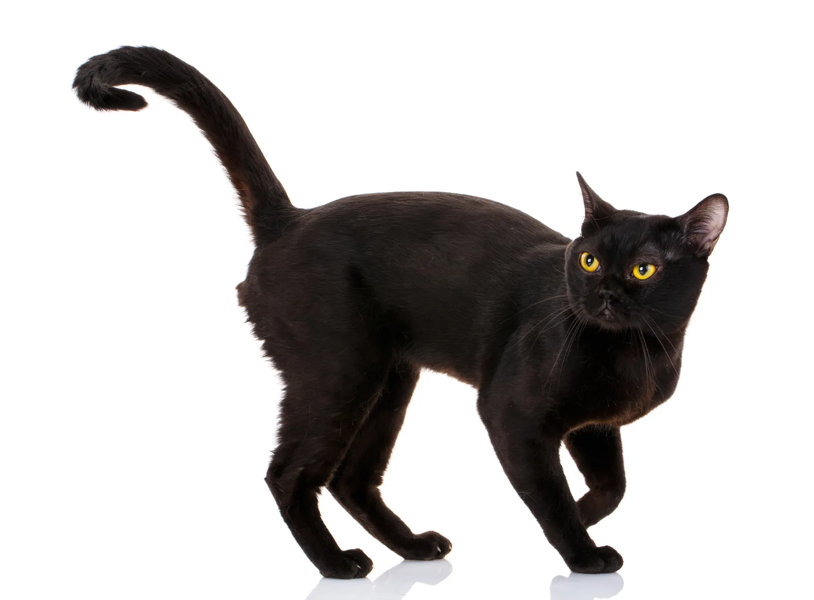 Gattino Nero Americano A Pelo Corto