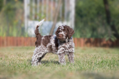 Lagotto romagnolo: carattere, prezzo, aspetto | zooplus Magazine