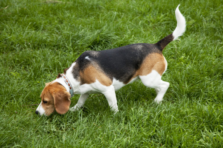 Razze canine | zooplus Magazine per cani