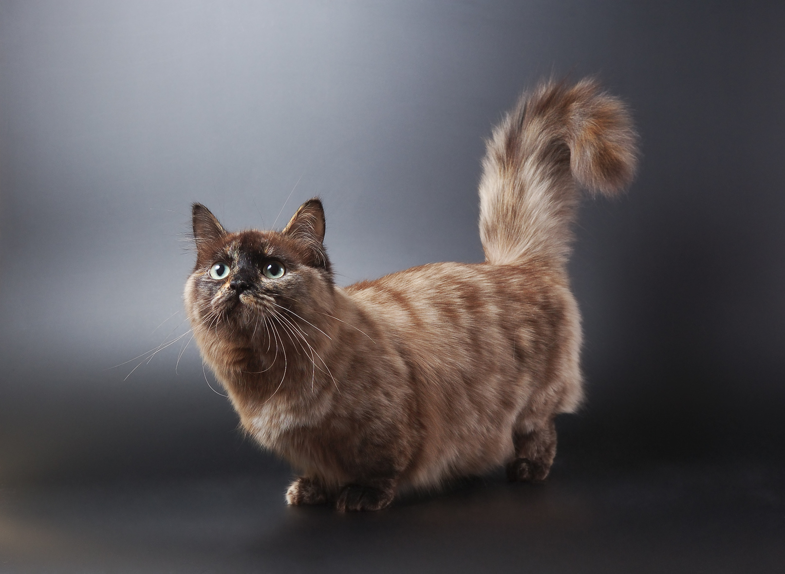 Gatto Munchkin: aspetto, carattere, prezzo | zooplus Magazine