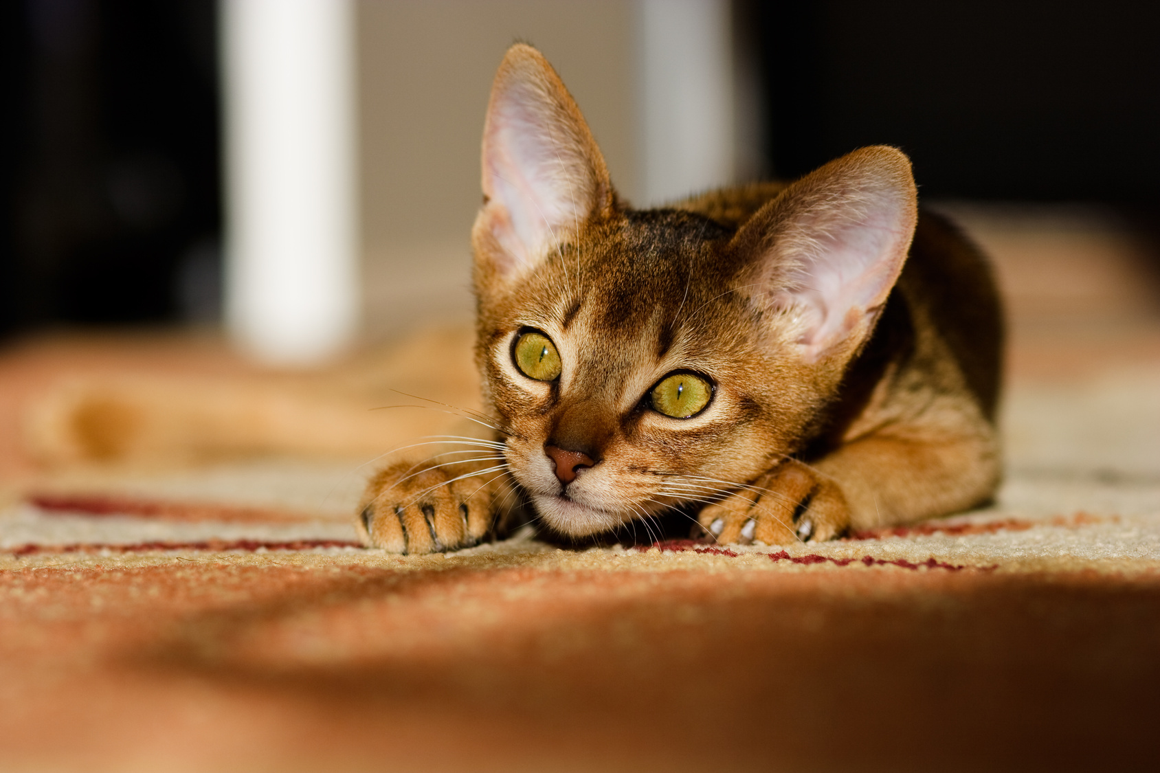 Gatto Abissino | zooplus Magazine per gatti