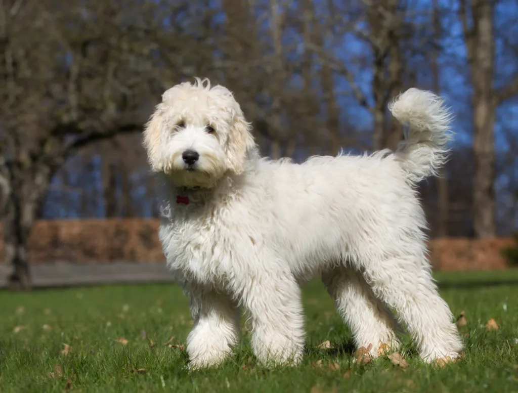 Labradoodle: carattere, aspetto, prezzo, salute | zooplus Magazine