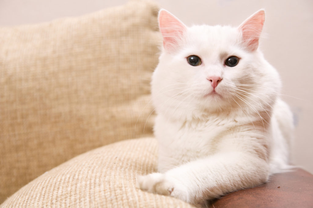 Gatto d'Angora: aspetto, carattere, prezzo, cure | zooplus Magazine