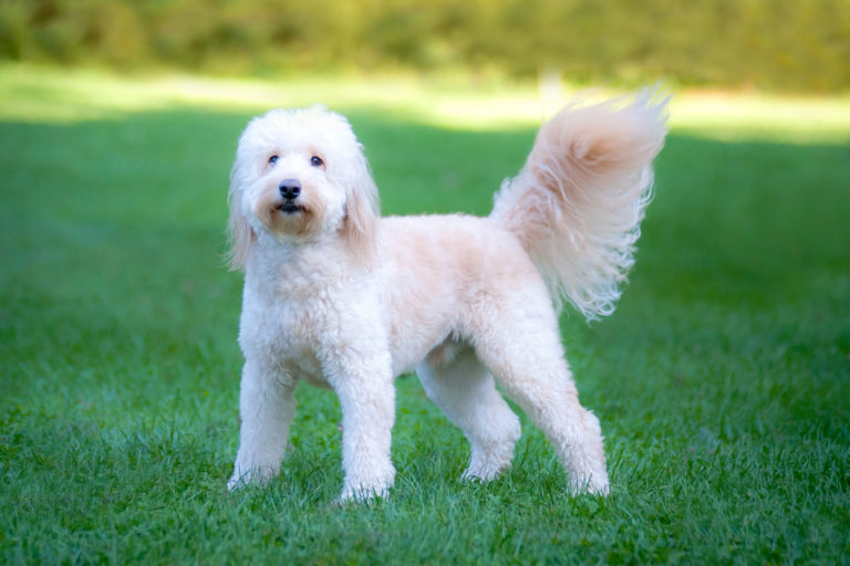 Gooldendoodle: carattere, prezzo, aspetto | zooplus Magazine