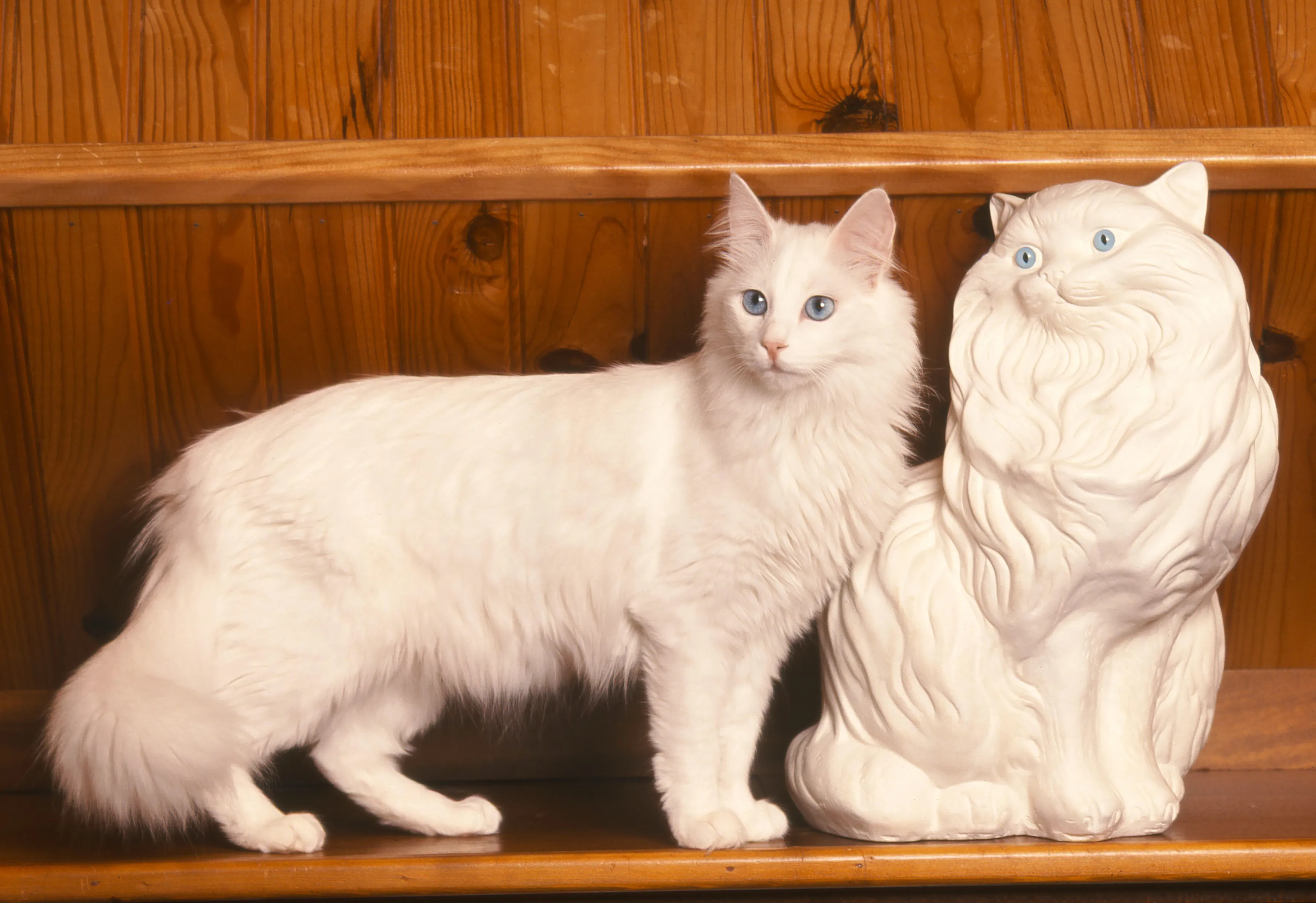 Gatto Della Chimica Lo Strano Caso Del Gatto Di Arezzo, Vittima Dello
