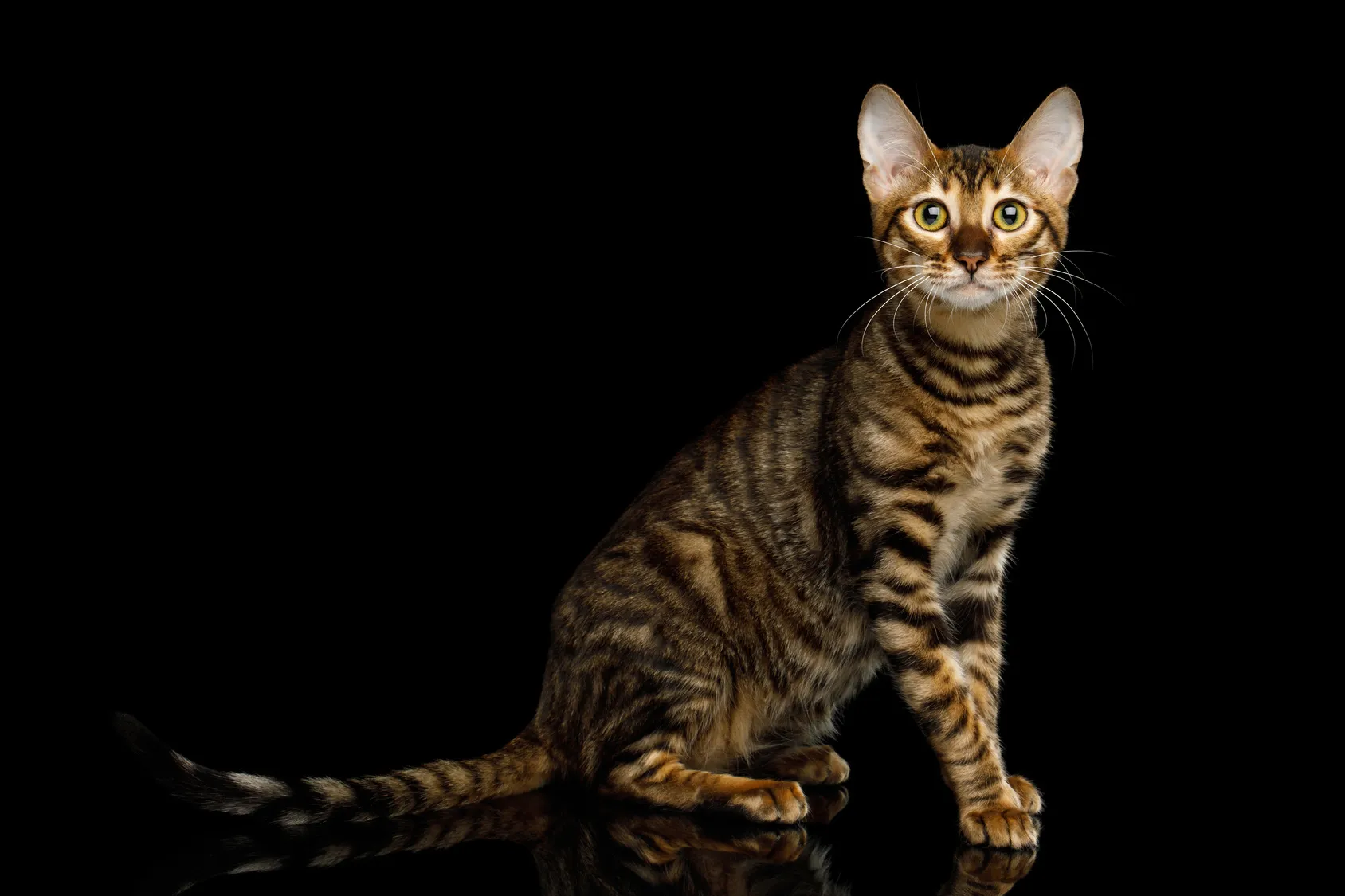 Toyger: carattere, prezzo, aspetto, colori, cure | zooplus Magazine