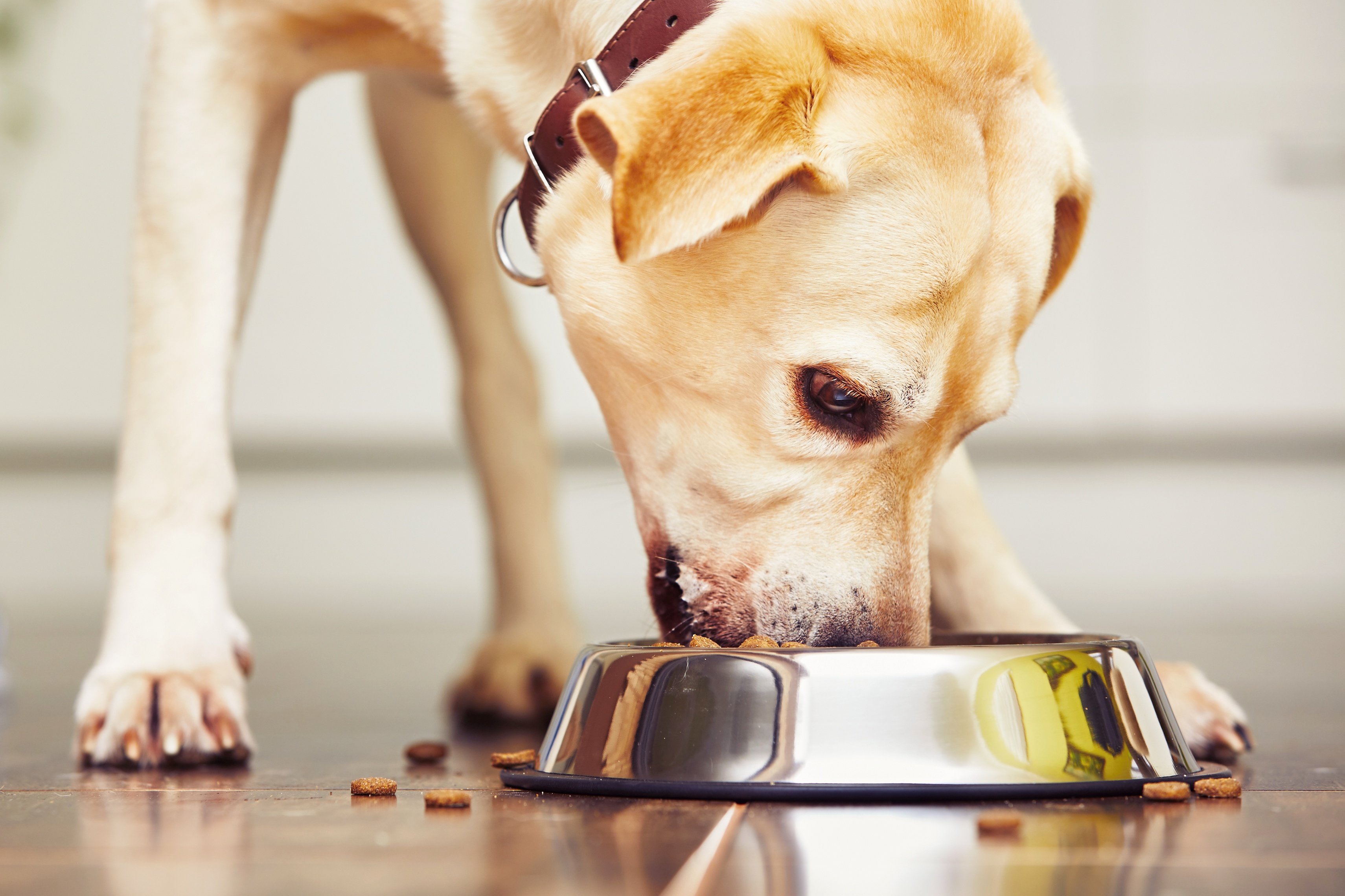 Il cibo giusto per un cane adulto | zooplus Magazine