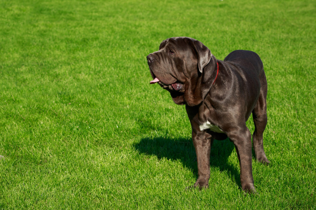 Mastino Napoletano: carattere, storia, prezzo, aspetto - zooplus