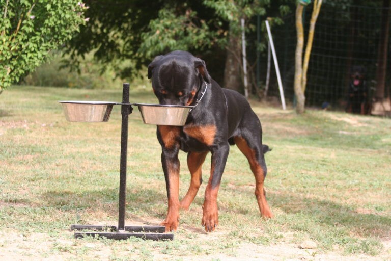 Stili Di Orecchie Tagliate Doberman