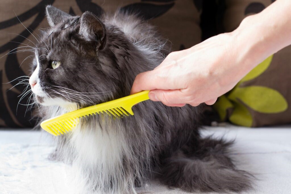 Il pelo del gatto: come prendersene cura | Magazine zooplus