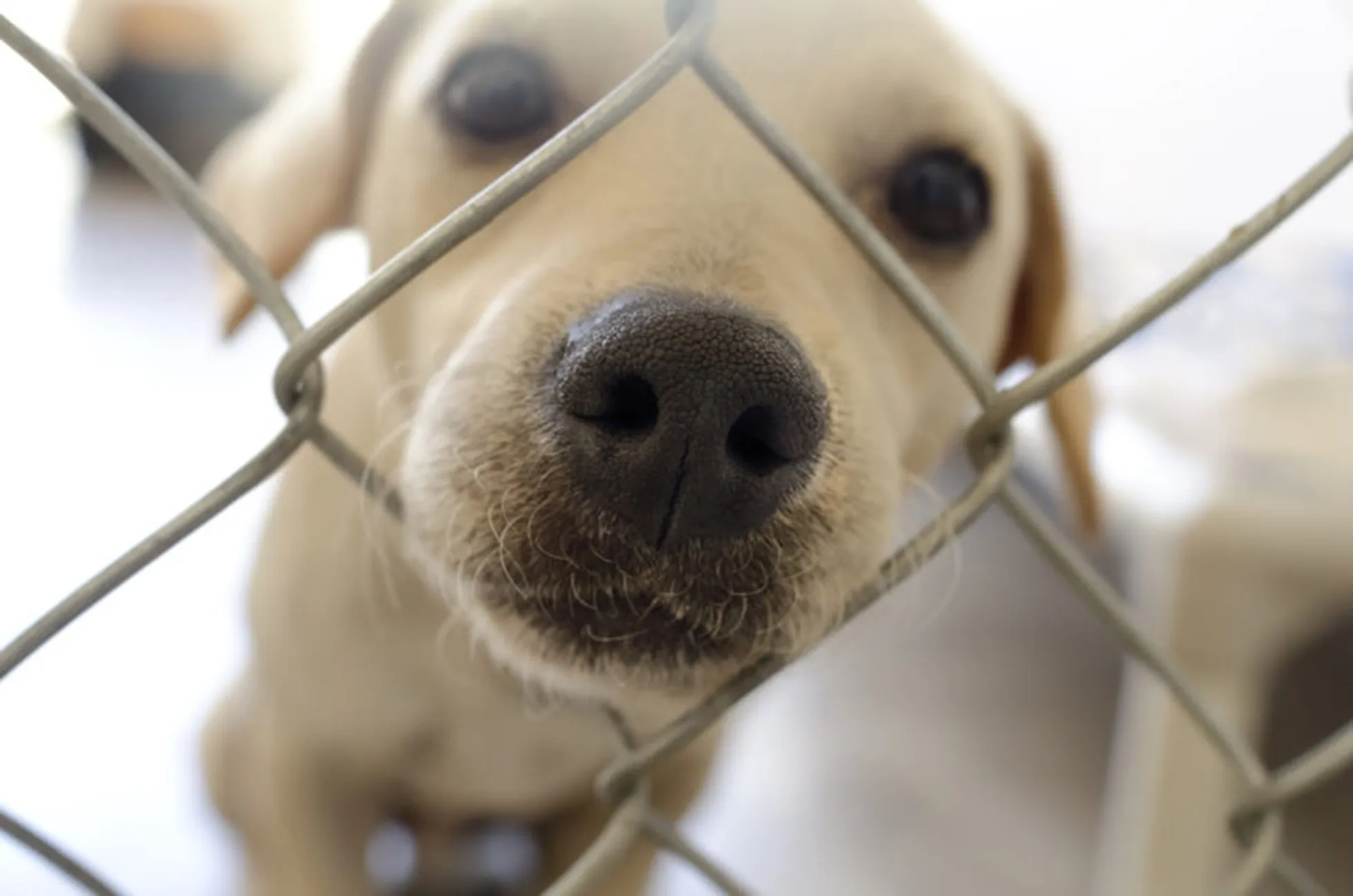 Adottare un cane: allevamento o canile? | Magazine zooplus