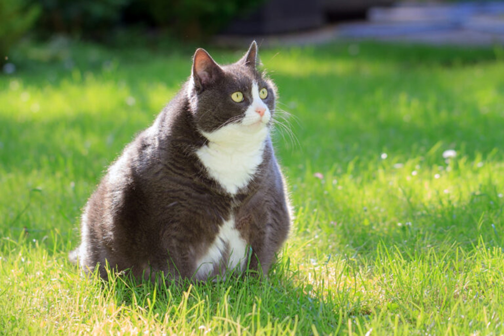 Gatto Obeso Patologico Cane E Gatto Obesi: è Vero Che “grasso è