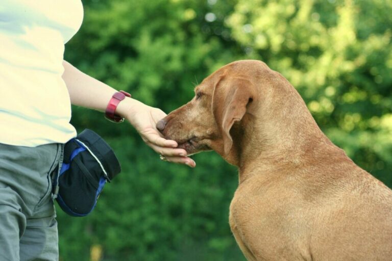 Mantrailing con il cane: tutto quello che c'è da sapere | Magazine zooplus