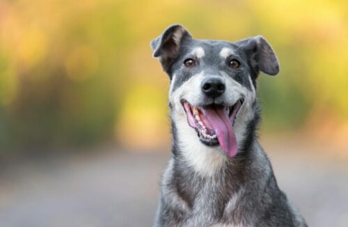 Il linguaggio del cane: come imparare a capirlo | Magazine zooplus