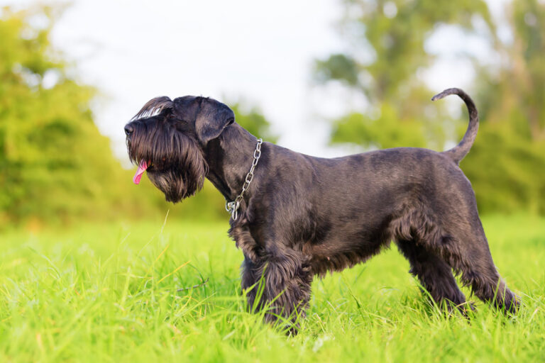 Schnauzer: il cane con la barba | zooplus Magazine