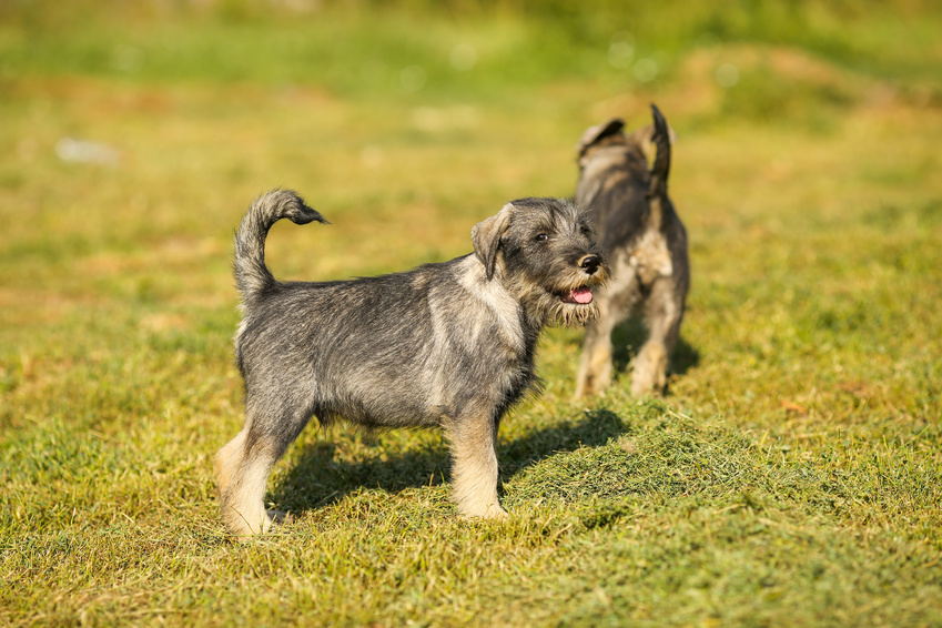 Schnauzer: il cane con la barba | zooplus Magazine