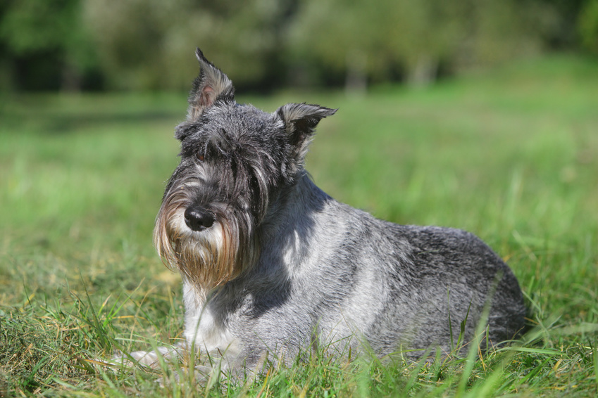 Schnauzer: il cane con la barba | zooplus Magazine