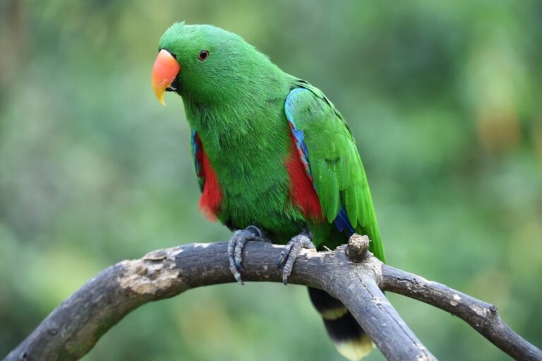 Il Pappagallo Ecletto (eclectus roratus) | zooplus Magazine