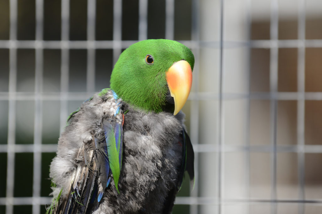 Il Pappagallo Ecletto (eclectus roratus) | zooplus Magazine