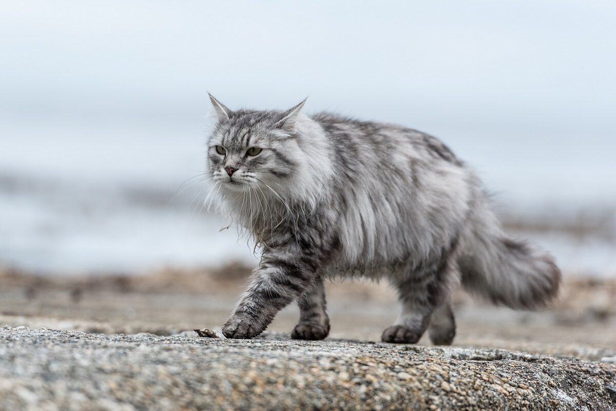 Gatto siberiano: carattere, prezzo, aspetto | zooplus Magazine