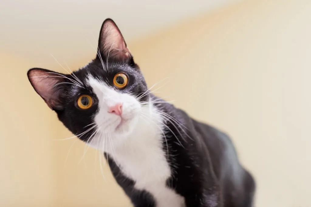 Gatto Tuxedo: aspetto, colori razza, carattere| zooplus Magazine