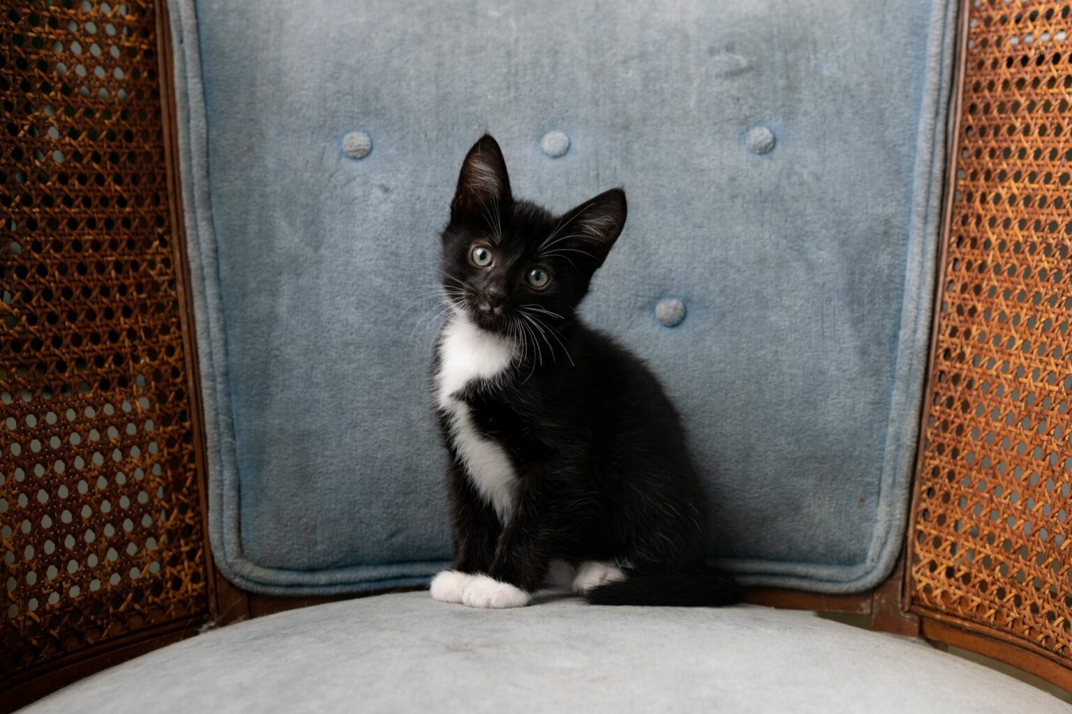 Gatto Tuxedo: aspetto, colori razza, carattere| zooplus Magazine