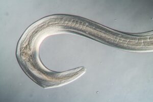 Nematodi (o vermi) nel cane (o vermi): sintomi, diagnosi| zooplus Magazine