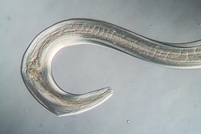 Nematodi (o vermi) nel cane (o vermi): sintomi, diagnosi| zooplus Magazine