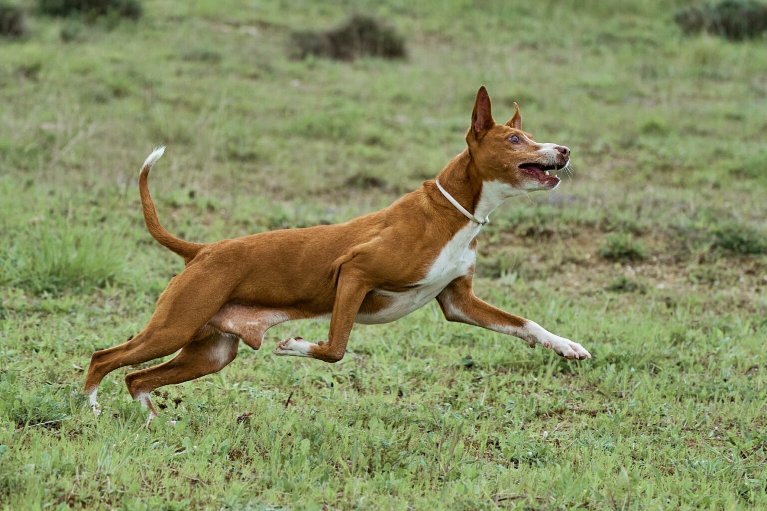 Podenco Andaluso: carattere, prezzo, aspetto | zooplus Magazine