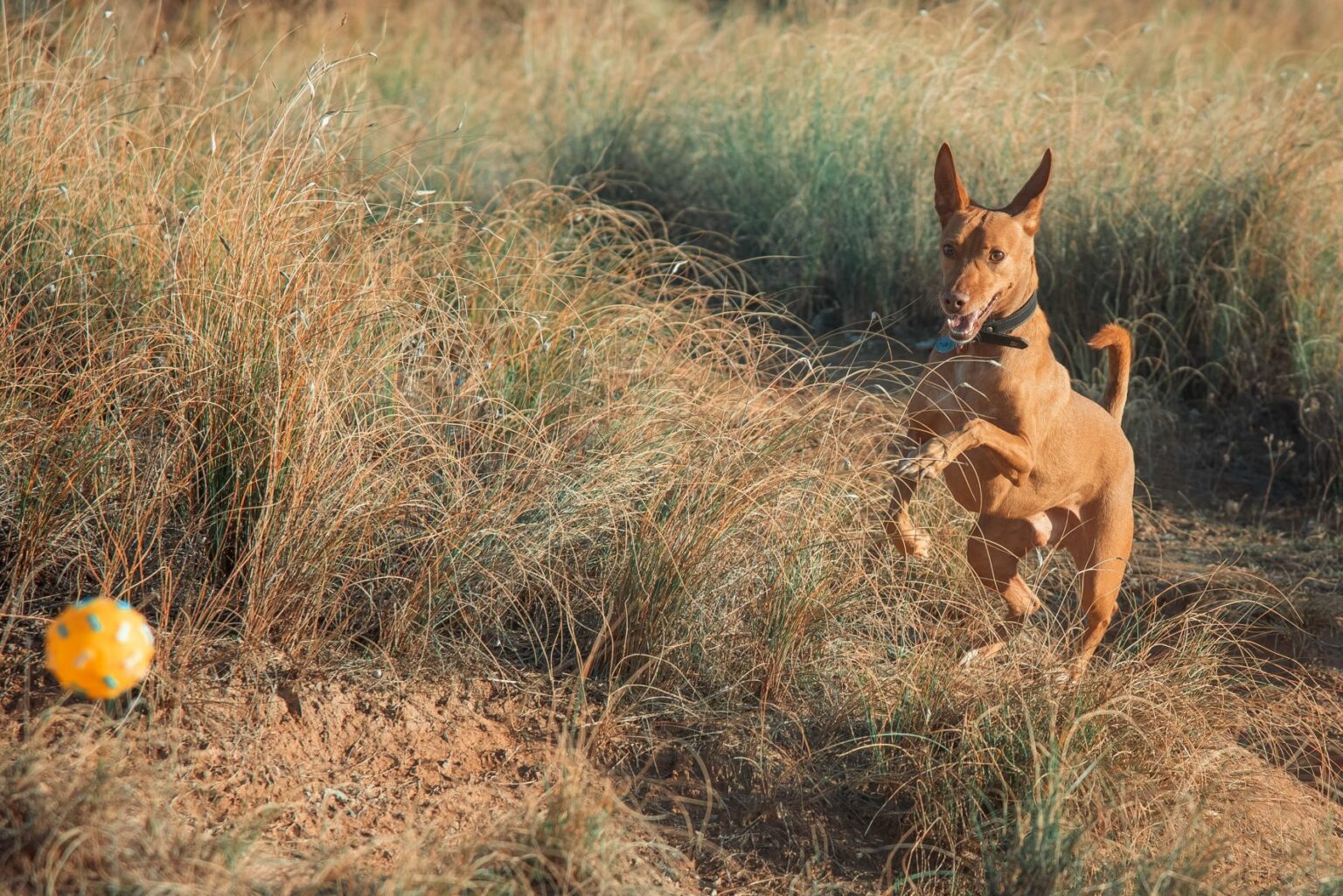 Podenco Andaluso: carattere, prezzo, aspetto | zooplus Magazine