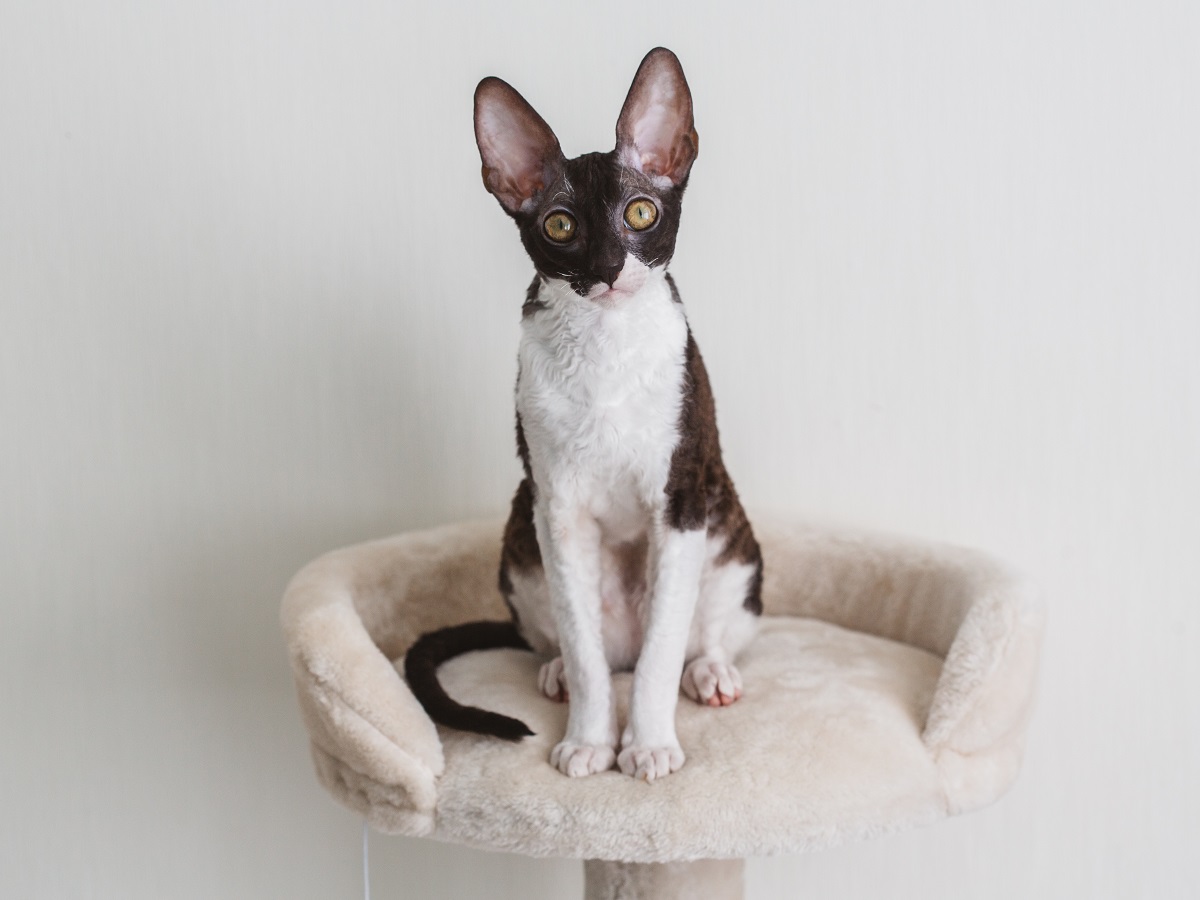 Cornish Rex: carattere, aspetto, storia del gatto | zooplus Magazine