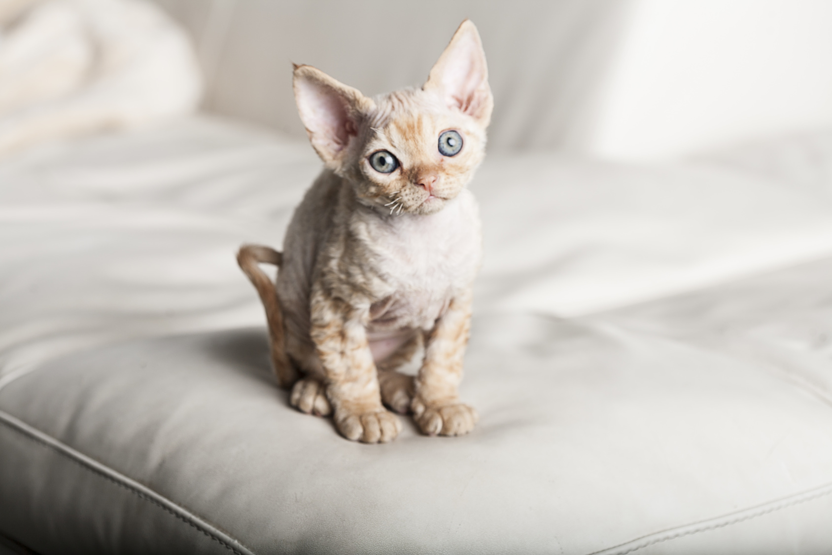 Devon Rex: carattere, aspetto, prezzo del gatto | zooplus Magazine