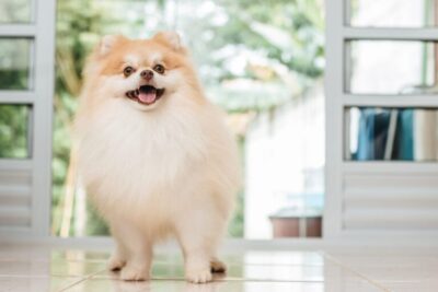 Volpino di Pomerania: carattere, prezzo, salute | zooplus Magazine